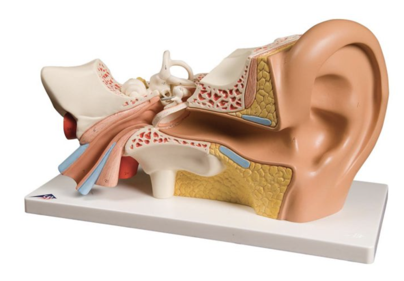 Best Ear Training Software : A Breakdown + FREE Options